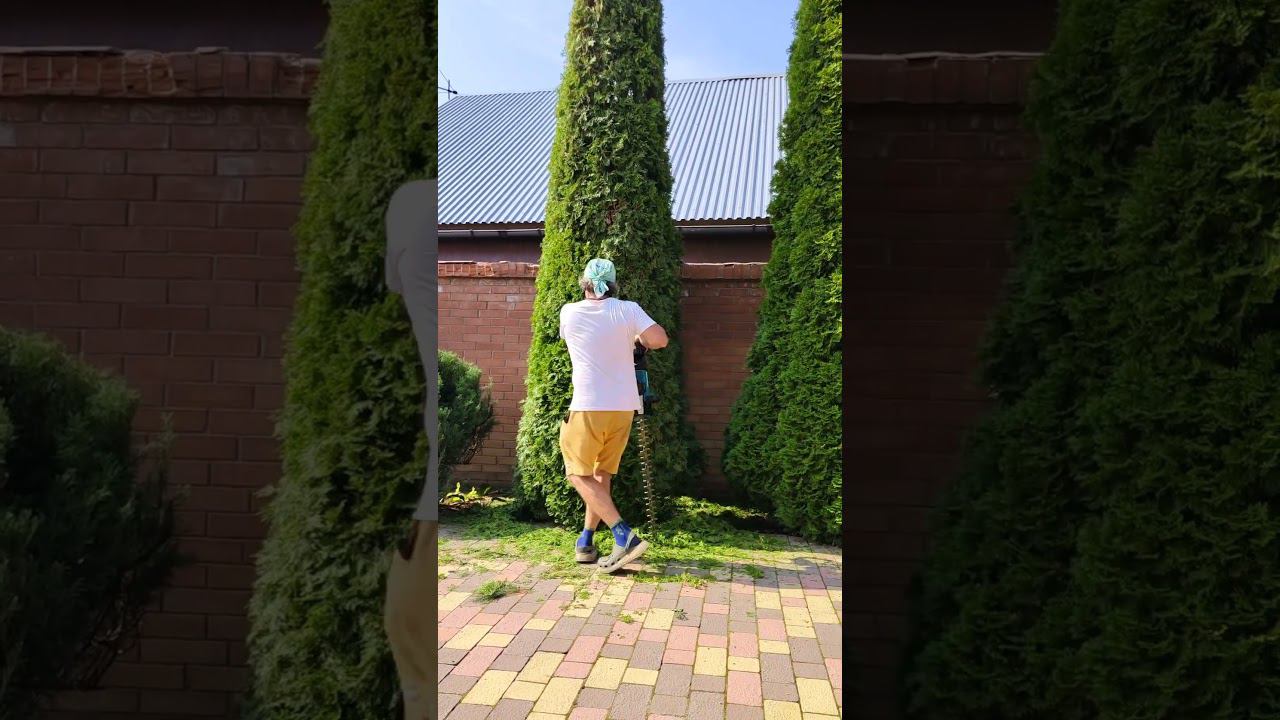 Стрижка высоких туй в сентябре #сад #топиар #тольятти #ландшафт #садоводство #стрижка #макита