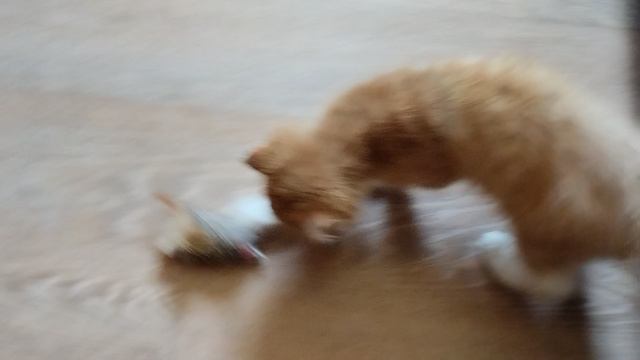 Мышка,мышка я тебя съем))