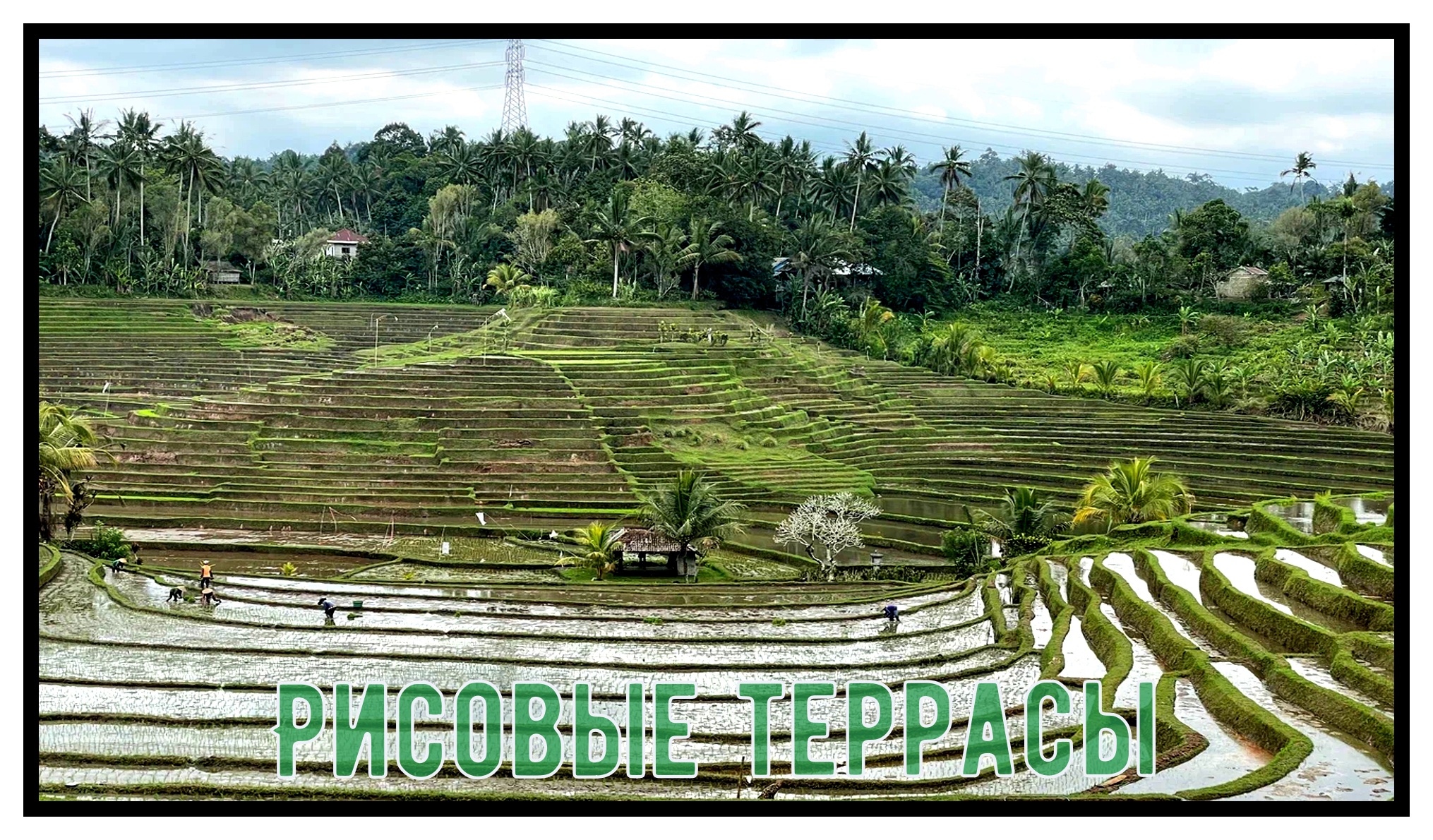 Индонезия 2серия Рисовые террасы