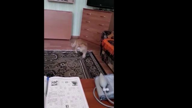 Во дворе черёмуха расцвела. Рыжий кот Барсик развлекается