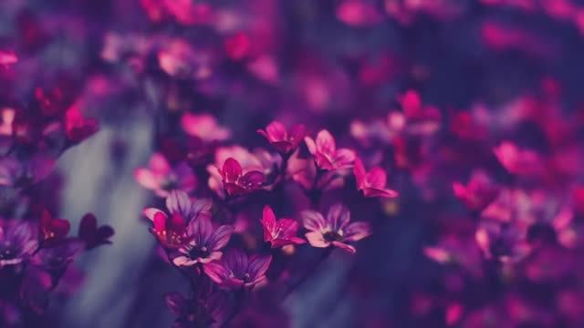 Успокаивающая музыка для снятия стресса. Расслабление для медитации и сна