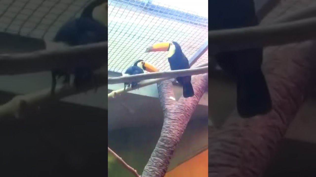 Тукан - птица с огромным клювом