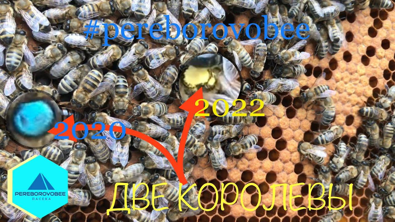 Две королевы в семье на пасеке #pereborovobee #пчеловодство  #bee #пасека   #весна