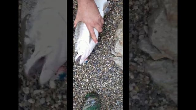 Ловля симы на воблер 55 мм (6,2 гр) от Mr. Musurok #shorts