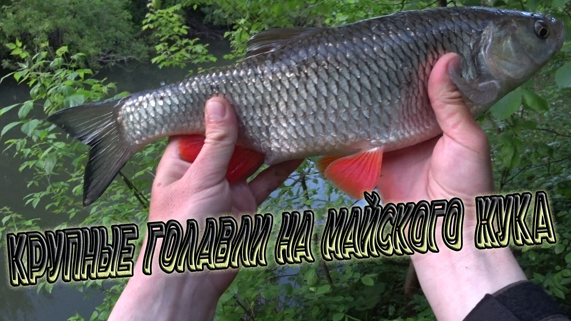 Ловля крупных голавлей на майского жука!Голавлиный жор в конце мая! Рыбалка на микроречке - "Сосна"!