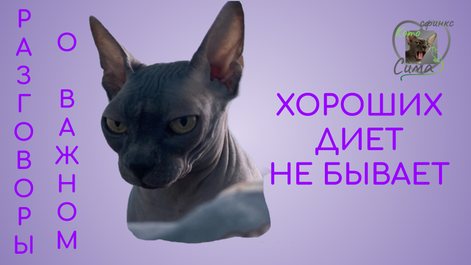 Курица не птица - это еда такая! Кто поздно приходит - тому кости!