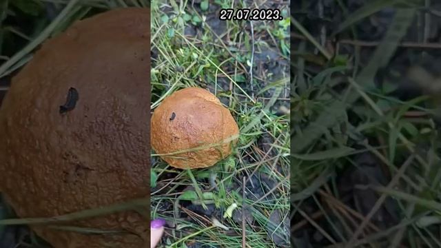 Грибная охота удалась