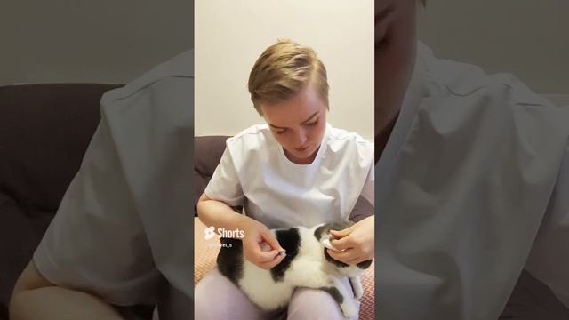 Измерение глюкозы у кота | Сахарный диабет у кота