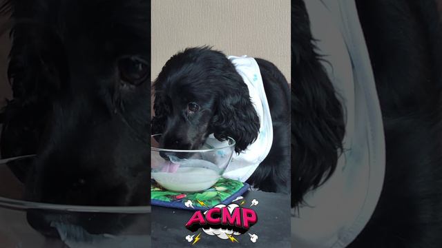 АСМР Кефир с печеньем Стаффи и спаниель 👂 #асмр #мукбанг #стафбуль #спаниель #еда #кефир #печенье