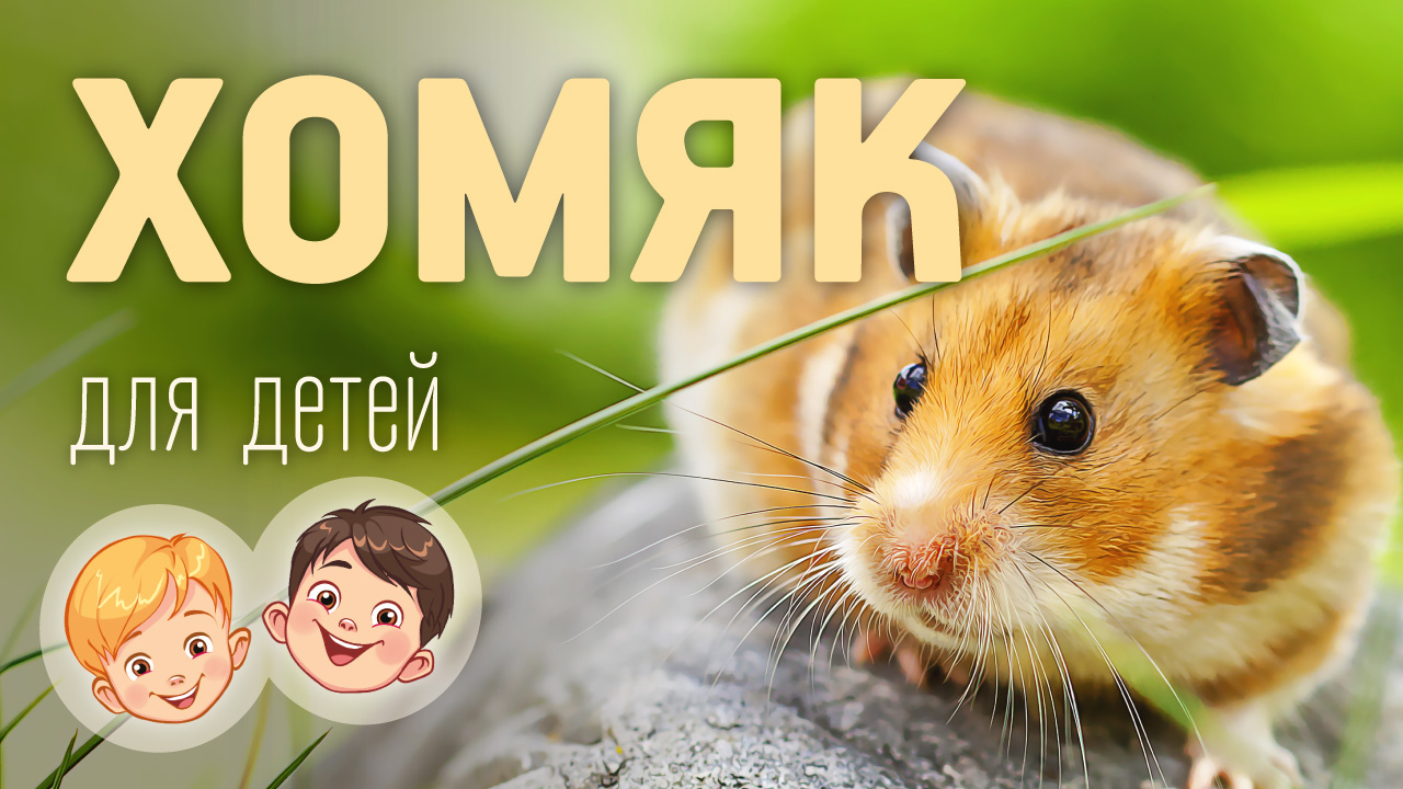 Хомяк. Видео про животных для детей 3+