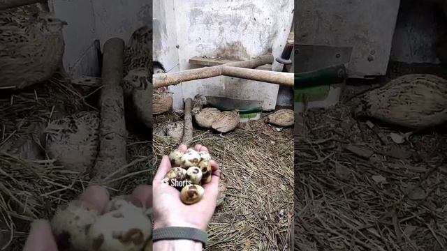 Перепела в круглогодичном курятнике