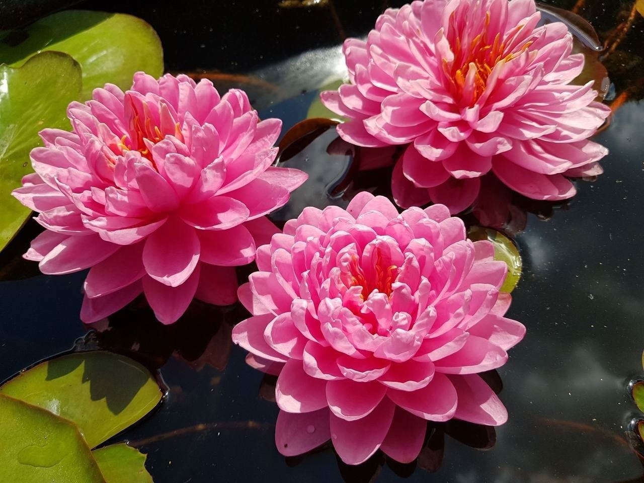 Музыка для снятия стресса-3.П.И.Чайковский