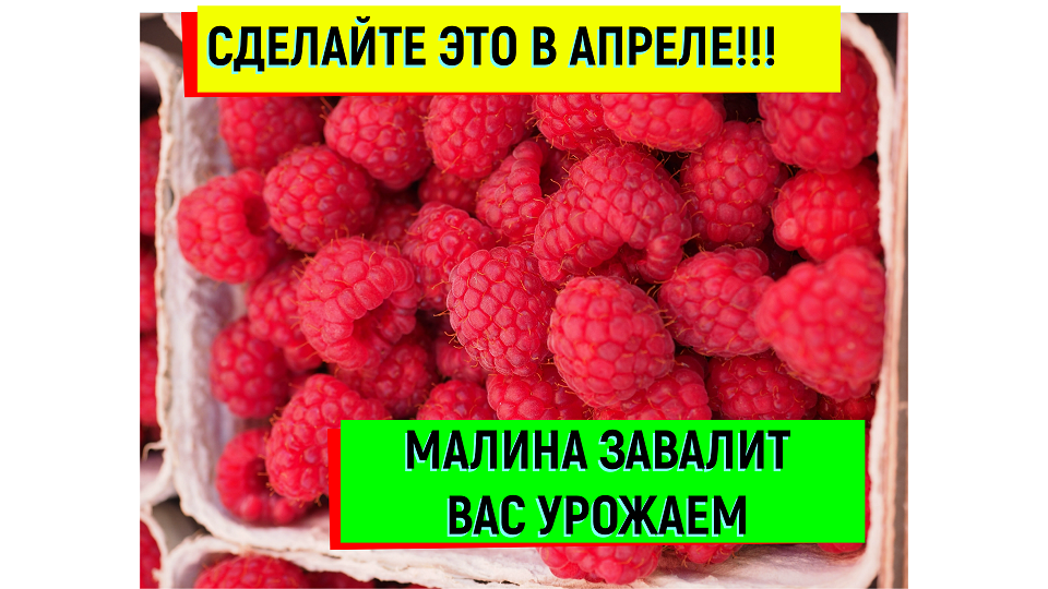 МАЛИНА ЗАВАЛИТ ВАС УРОЖАЕМ!СДЕЛАЙТЕ ЭТО В АПРЕЛЕ!#малина#