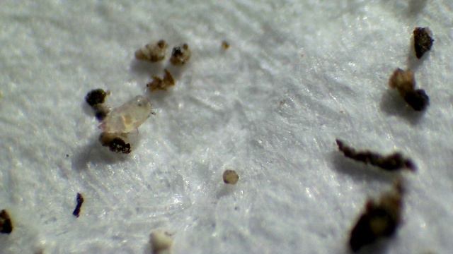 Клещ тирофагус в земле под микроскопом
