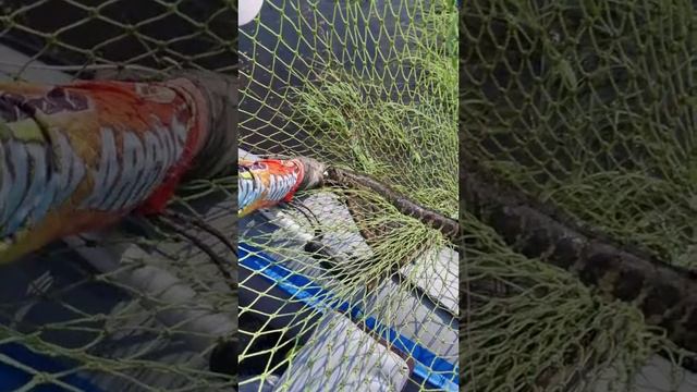 Ловля змееголова на лягушку 80 мм (25 гр) от Mr. Musurok