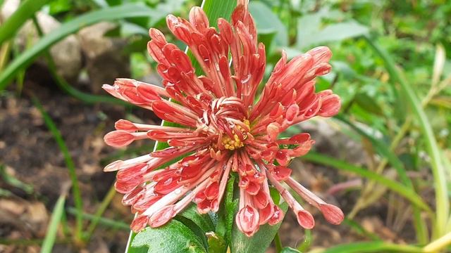 хризантема ТЁМНЫЕ РЕСНИЧКИ