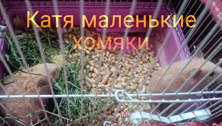 Катя маленькие хомяки