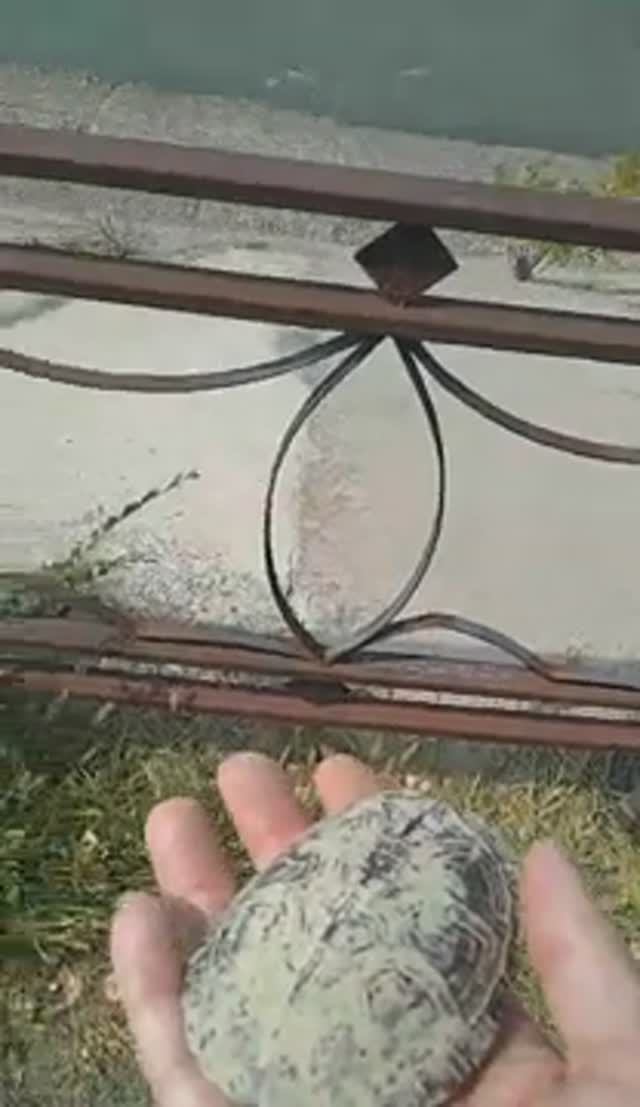 Черепаха болотная и уж обыкновенный