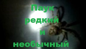 Паук редкий и необычный spider