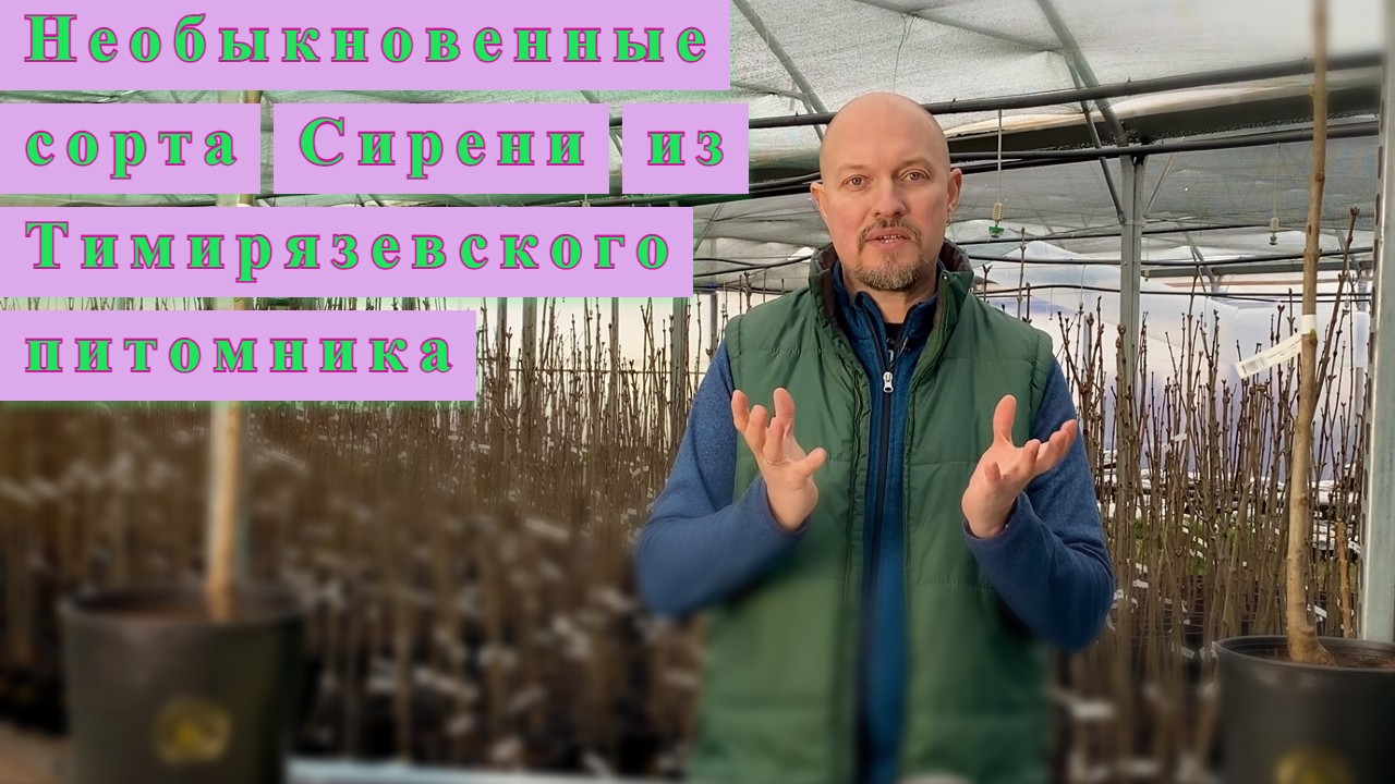 Удивительные сорта сирени из Тимирязевского питомника