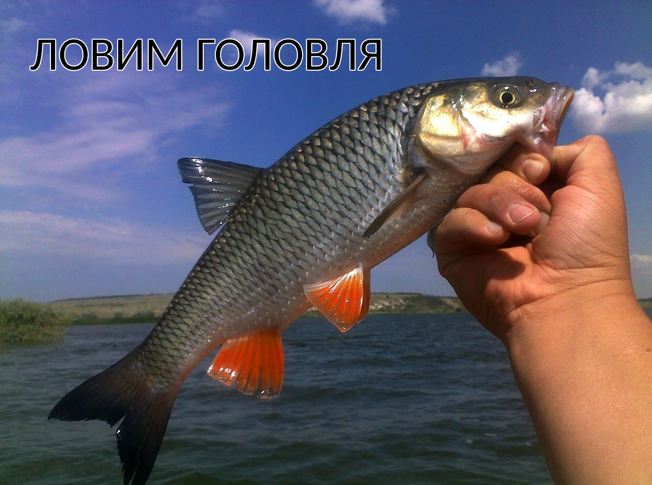 Рыбалка с Дилетантами и Злая ящерица