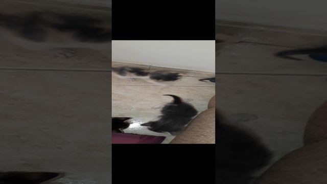 Котятам 27 дней?