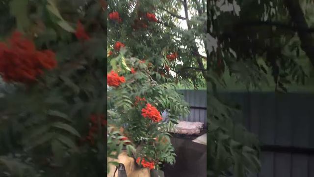 Это не зайчик.