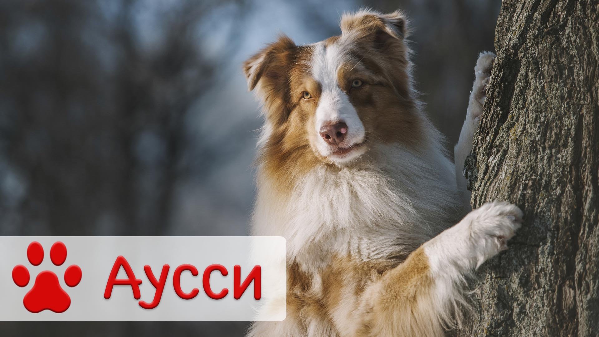 Австралийская овчарка | Стандарт, характер и воспитание породы аусси