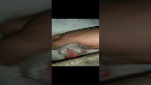 Это наша клушка Курлянка, скоро у нас ,будут маленькие цыплятки🤗