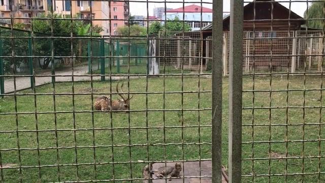 #12 КУПАЕМСЯ В ЧЁРНОМ МОРЕ В БАТУМИ || 20 МИНУТ И МЫ В ТУРЦИИ