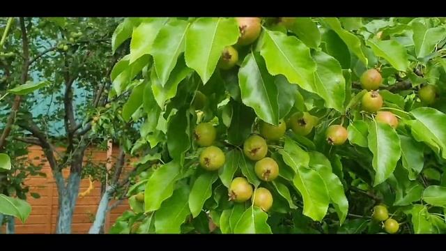 Жара,июль_наши будни.