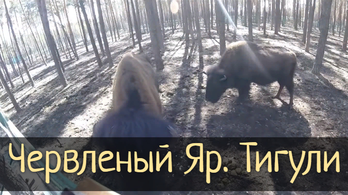 Червленый Яр. Тигули. Шиловский заповедник / Субботние Путешествия