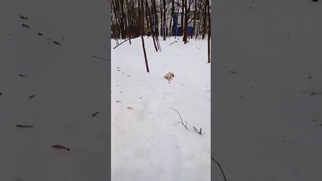 Комфортная прогулка для собак!