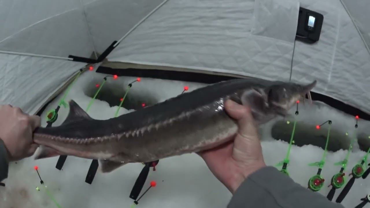 Рыбалка на осётров. Удочка трещит от поклёвки.