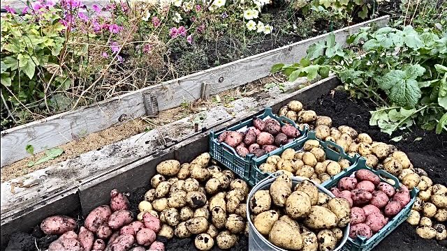 Урожай картофеля 2022.