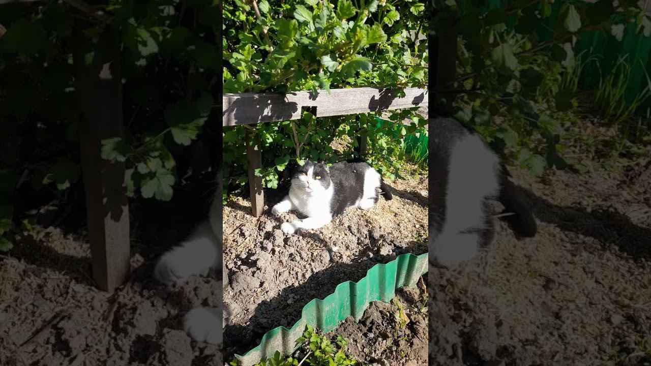 Отдых на природе. #питомцы #животные