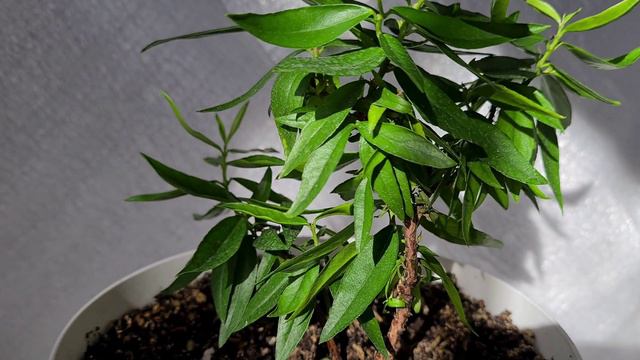 Персидский 11