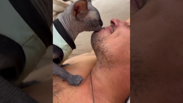 Сфинксы - самые милые котики