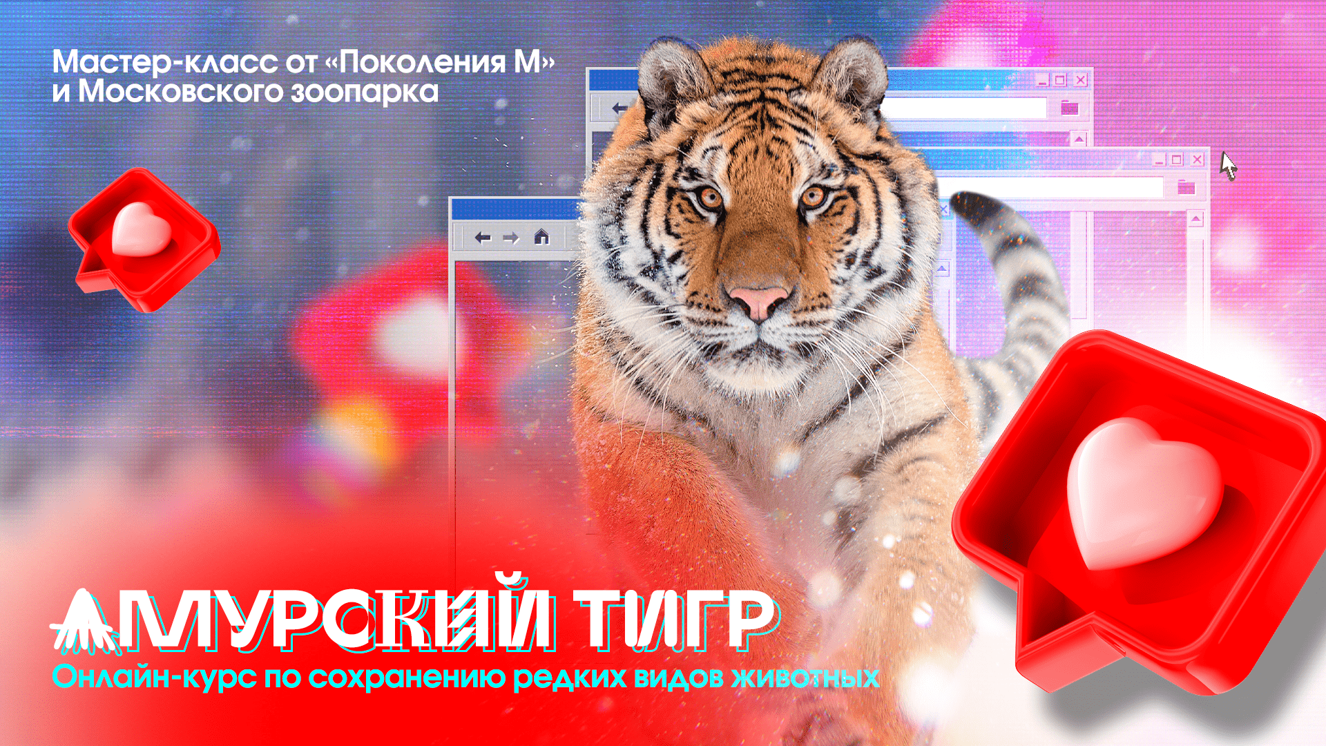 Амурский тигр. Онлайн-курс по сохранению редких видов животных