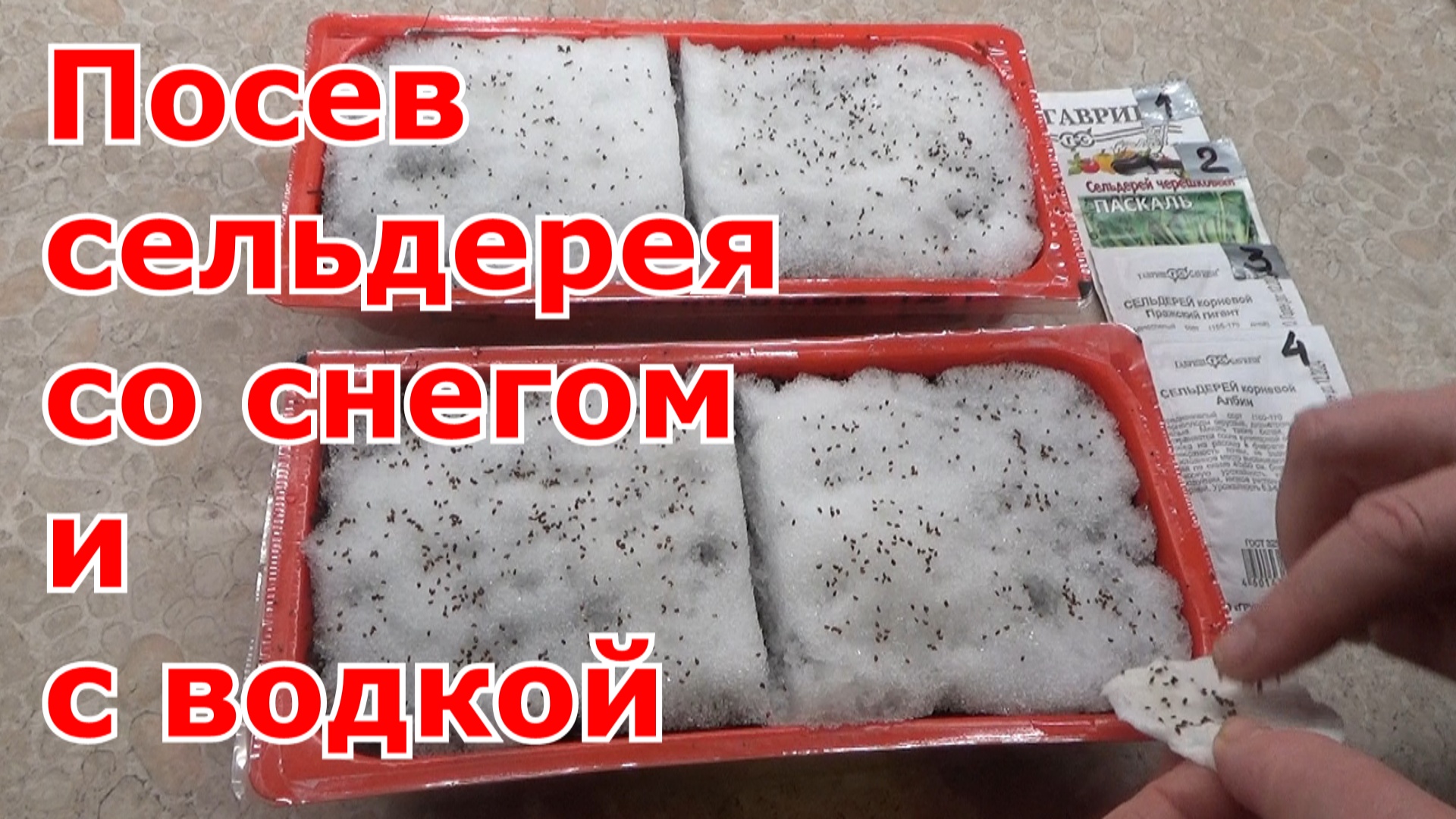 Посев сельдерея для рассады на снег и с водкой. Проверенный способ.