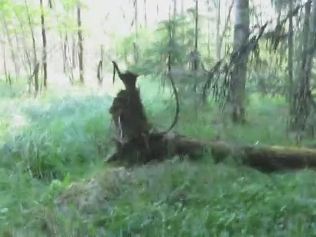 Вы видите Лешего?