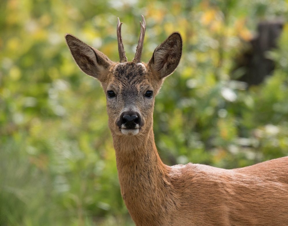 Животный мир Купинского района. Косуля.