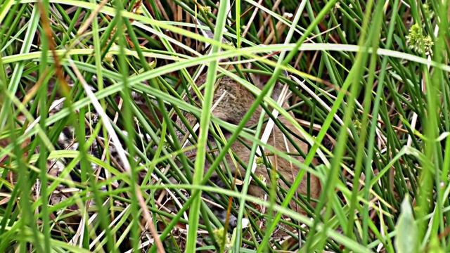 Увидеть невидимое