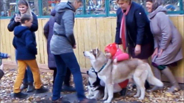 СОБАКИ и СОБАЧКИ в ГОРОДЕ. ВИДЕОЗАРИСОВКИ