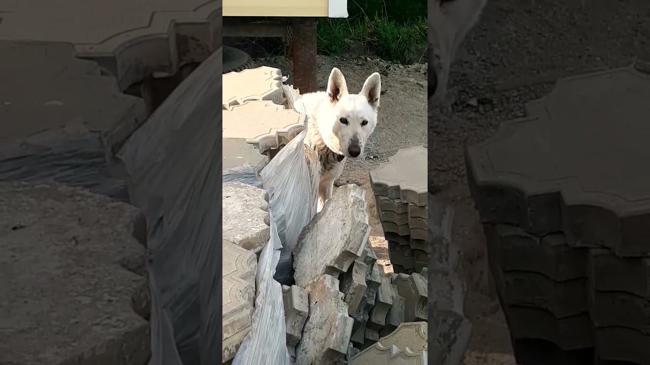 Наши собаки, 31 марта 2024 г.