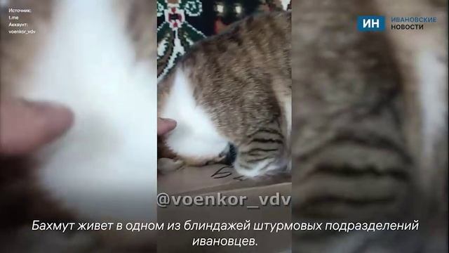 Кот Бахмут охраняет от грызунов посылки для ивановских десантников в зоне СВО
