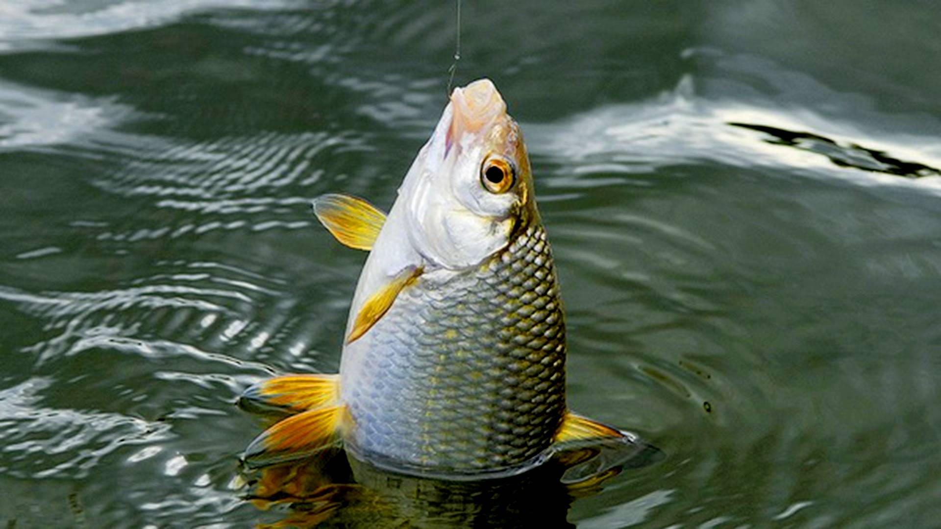 Простое тесто для рыбалки.