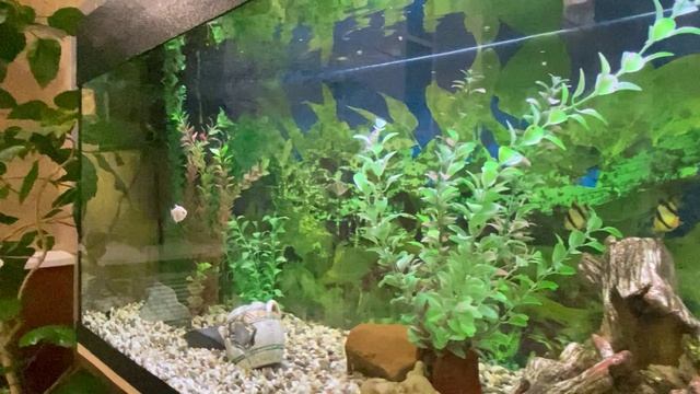 Аквариумный сом и другие