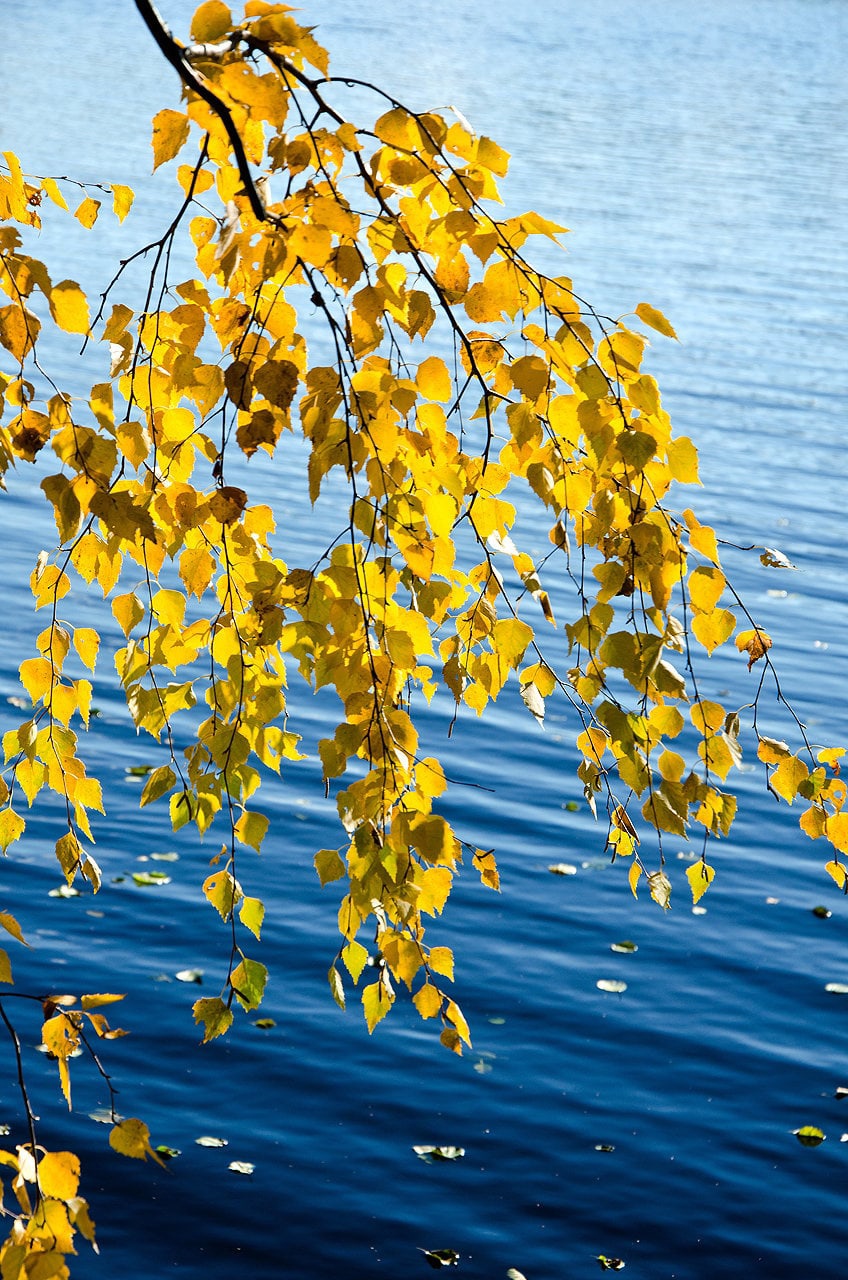 🍂 С добрым осенним утром, днём