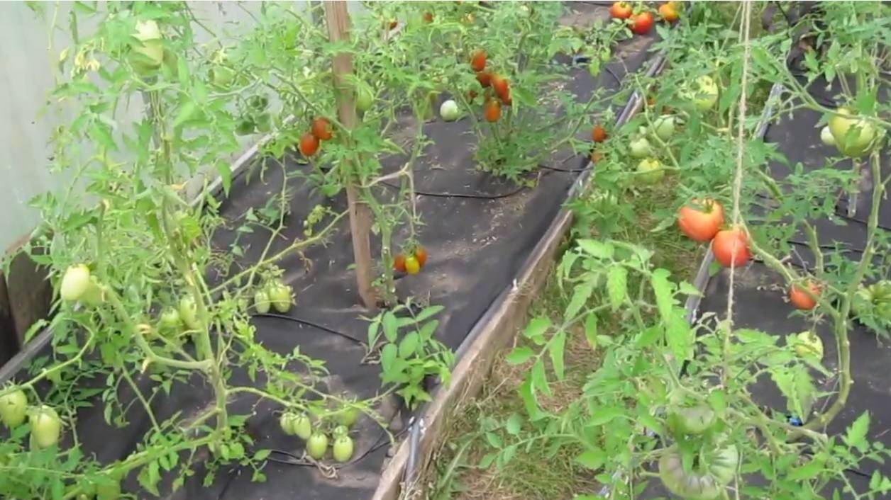 Супер-теплица для ленивых. Авто-полив, авто-проветривание, агро-ткань.